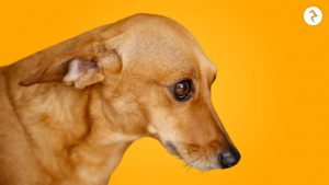 A Guide to Interpreting the Dog Ear Positions Chart
