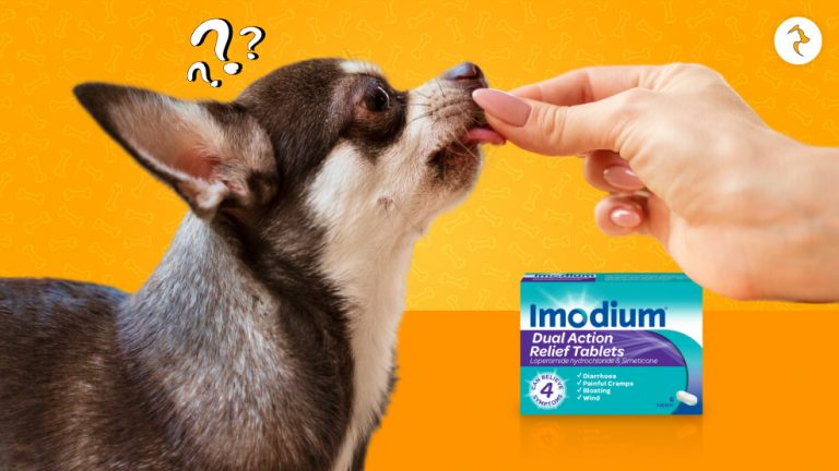 Is Imodium for Dogs a Good Option While Suffering Diarrhea
