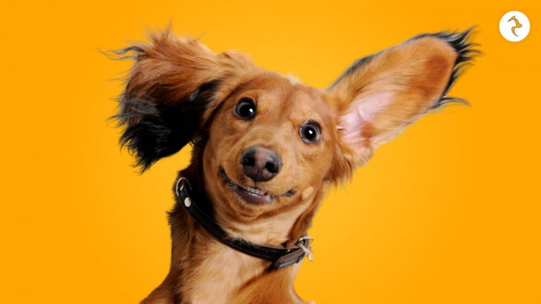 A Guide to Interpreting the Dog Ear Positions Chart