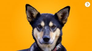 A Guide to Interpreting the Dog Ear Positions Chart