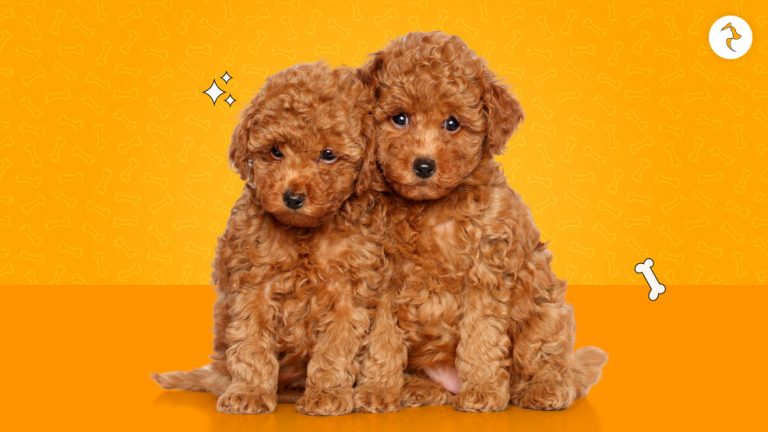 Spoodle: A Detailed Overview to this Popular Crossbreed