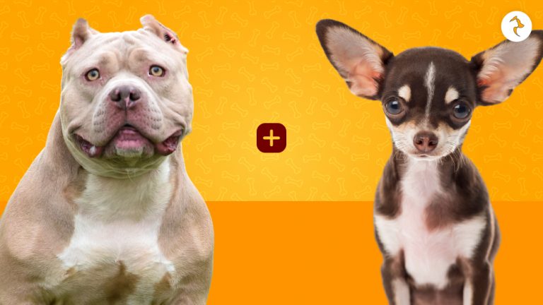 40+ Chihuahua Mix Breeds That You Should Know About