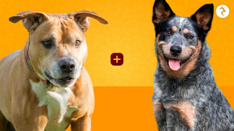 30 Pitbull Mixes That Are Adorable