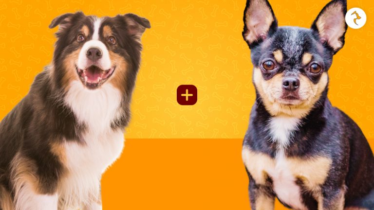 40+ Chihuahua Mix Breeds That You Should Know About