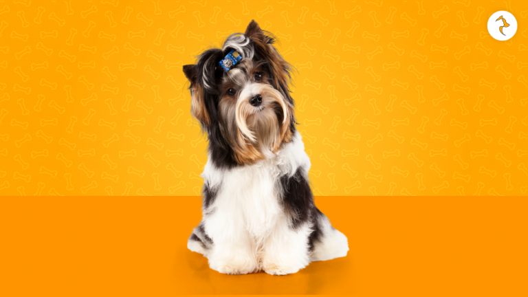 Types of Yorkies: A Guide to Different Yorkshire Terrier Varieties