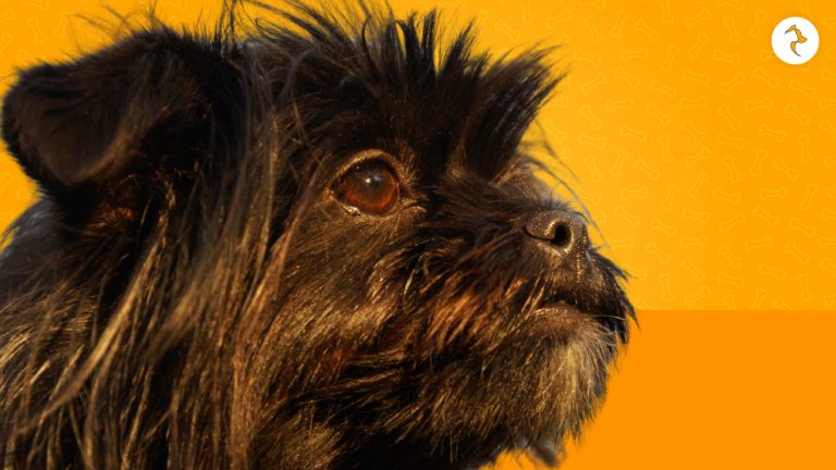 Types of Yorkies: A Guide to Different Yorkshire Terrier Varieties