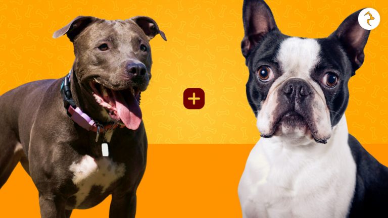 30 Pitbull Mixes That Are Adorable