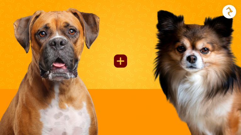 40+ Chihuahua Mix Breeds That You Should Know About