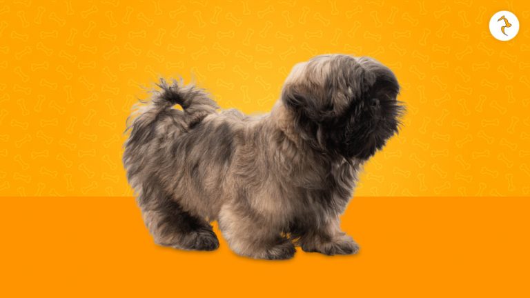 Types of Shih Tzu: A Guide to the Different Varieties