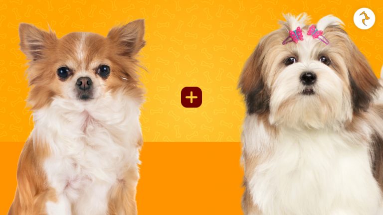 40+ Chihuahua Mix Breeds That You Should Know About