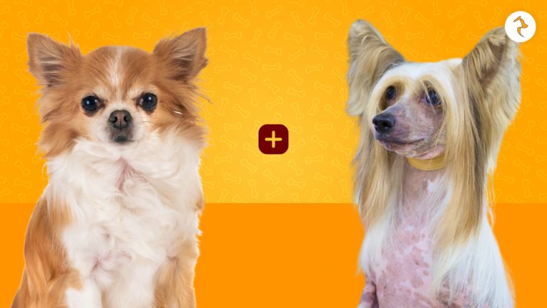 40+ Chihuahua Mix Breeds That You Should Know About