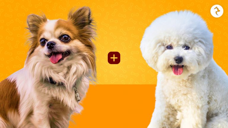 40+ Chihuahua Mix Breeds That You Should Know About