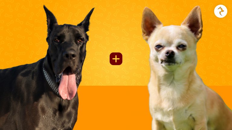 40+ Chihuahua Mix Breeds That You Should Know About