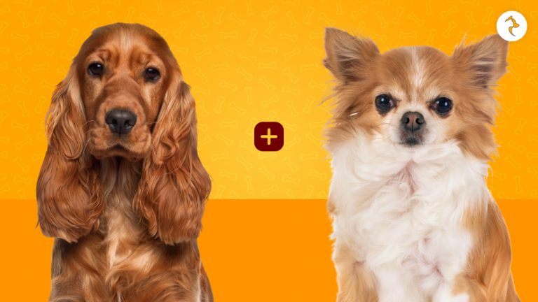 40+ Chihuahua Mix Breeds That You Should Know About