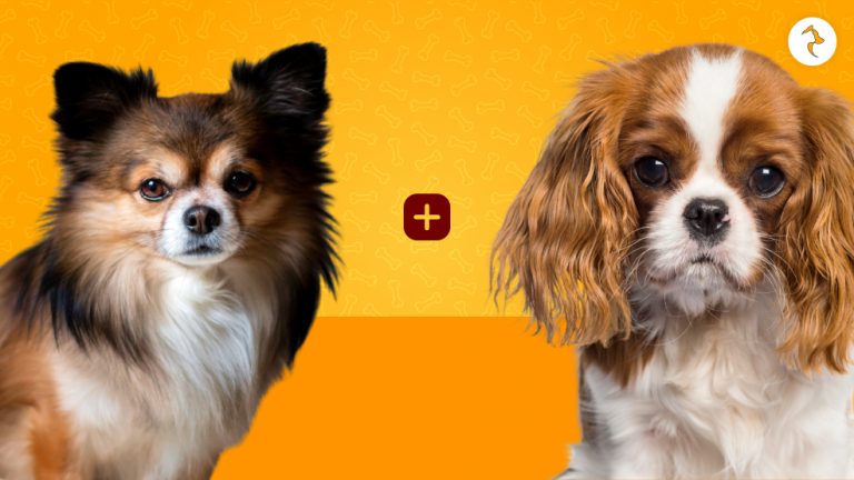 40+ Chihuahua Mix Breeds That You Should Know About