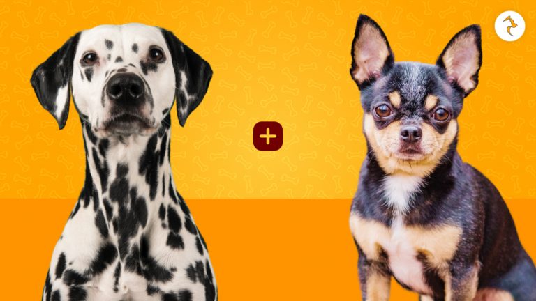 40+ Chihuahua Mix Breeds That You Should Know About