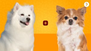 40+ Chihuahua Mix Breeds That You Should Know About