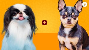 40+ Chihuahua Mix Breeds That You Should Know About