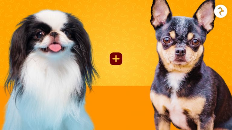 40+ Chihuahua Mix Breeds That You Should Know About
