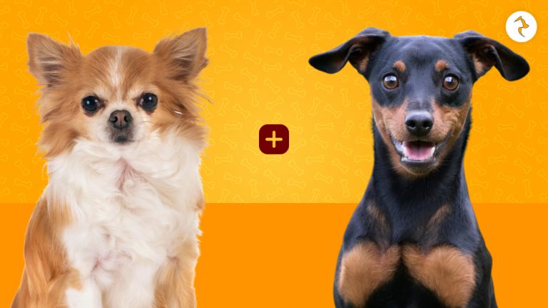 40+ Chihuahua Mix Breeds That You Should Know About