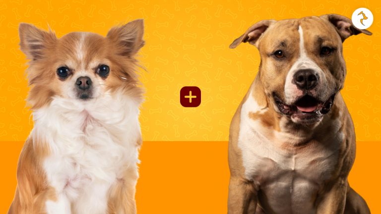40+ Chihuahua Mix Breeds That You Should Know About