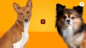 40+ Chihuahua Mix Breeds That You Should Know About