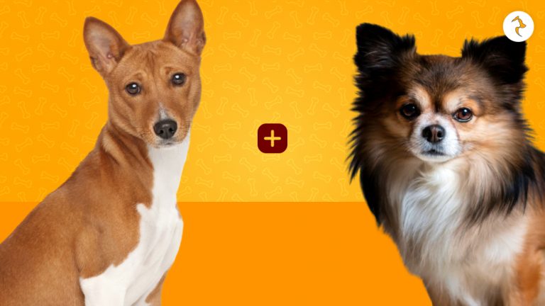 40+ Chihuahua Mix Breeds That You Should Know About
