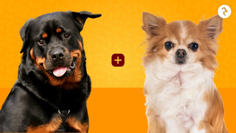 40+ Chihuahua Mix Breeds That You Should Know About