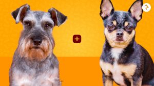 40+ Chihuahua Mix Breeds That You Should Know About