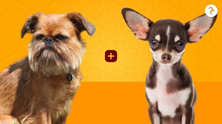 40+ Chihuahua Mix Breeds That You Should Know About