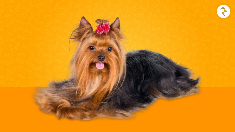 Types of Yorkies: A Guide to Different Yorkshire Terrier Varieties