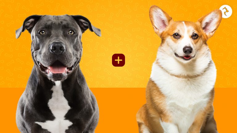 30 Pitbull Mixes That Are Adorable