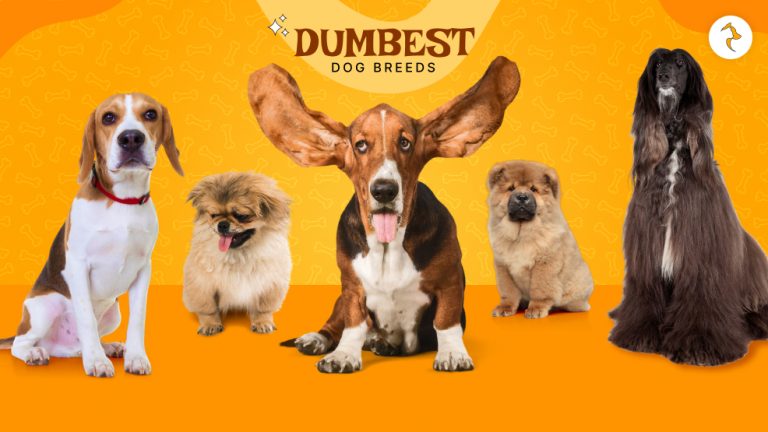 The Dumbest Dog Breeds: Are They Really Unintelligent?