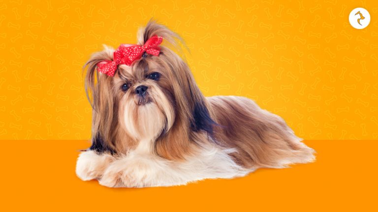 Types of Shih Tzu: A Guide to the Different Varieties