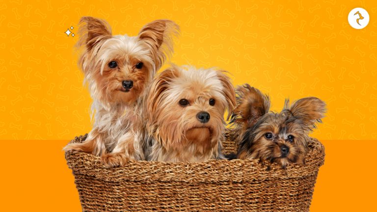 Types of Yorkies: A Guide to Different Yorkshire Terrier Varieties