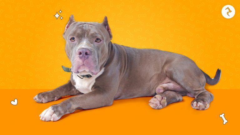 How Long Do Pitbulls Live? A Complete Guide to Their Lifespan and Health
