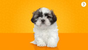 Types of Shih Tzu: A Guide to the Different Varieties