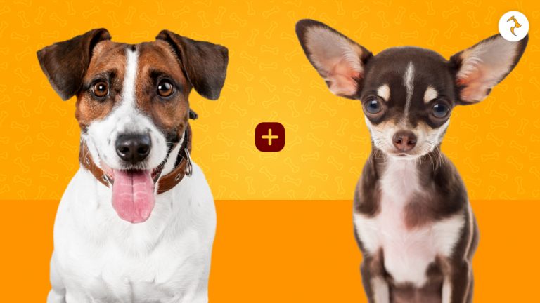 40+ Chihuahua Mix Breeds That You Should Know About