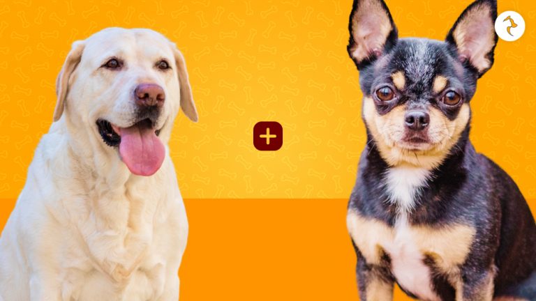 40+ Chihuahua Mix Breeds That You Should Know About