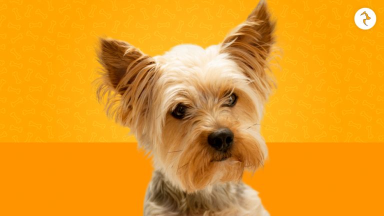 Types of Yorkies: A Guide to Different Yorkshire Terrier Varieties