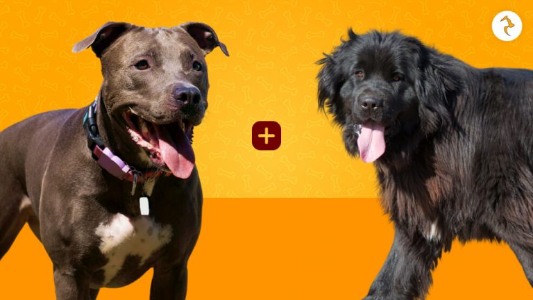 30 Pitbull Mixes That Are Adorable