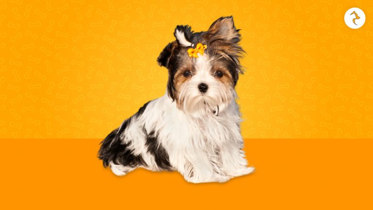 Types of Yorkies: A Guide to Different Yorkshire Terrier Varieties