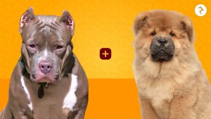 30 Pitbull Mixes That Are Adorable