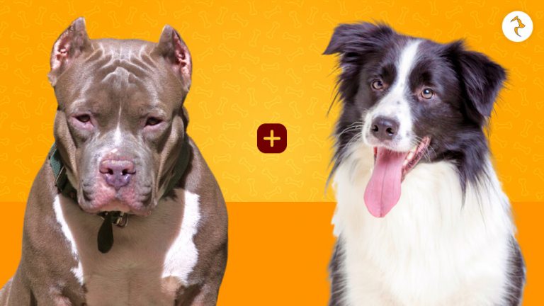 30 Pitbull Mixes That Are Adorable