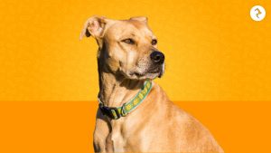 30 Pitbull Mixes That Are Adorable