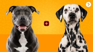 30 Pitbull Mixes That Are Adorable