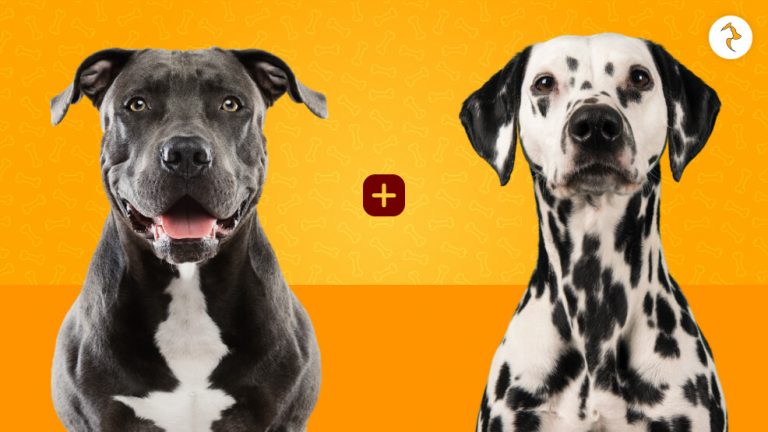 30 Pitbull Mixes That Are Adorable