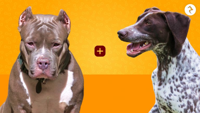 30 Pitbull Mixes That Are Adorable