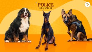 Police Dog Breeds: Essential Canines for Law Enforcement