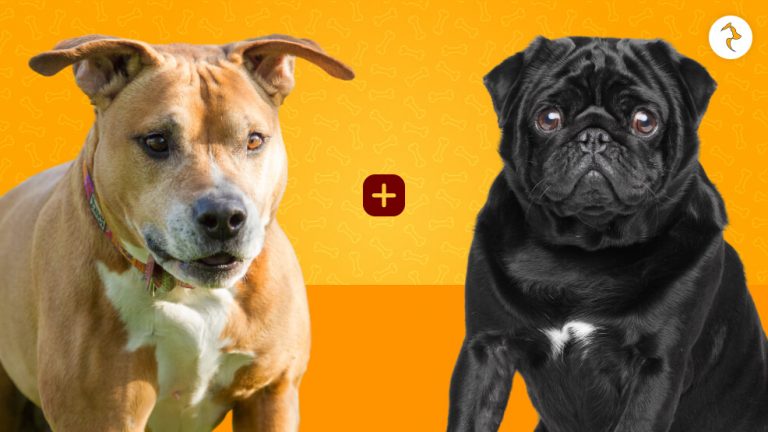 30 Pitbull Mixes That Are Adorable